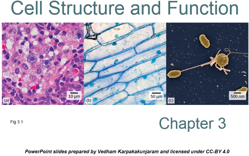 Chapter 3 - Cell Structure and Function | Maryland Open Source Textbook ...